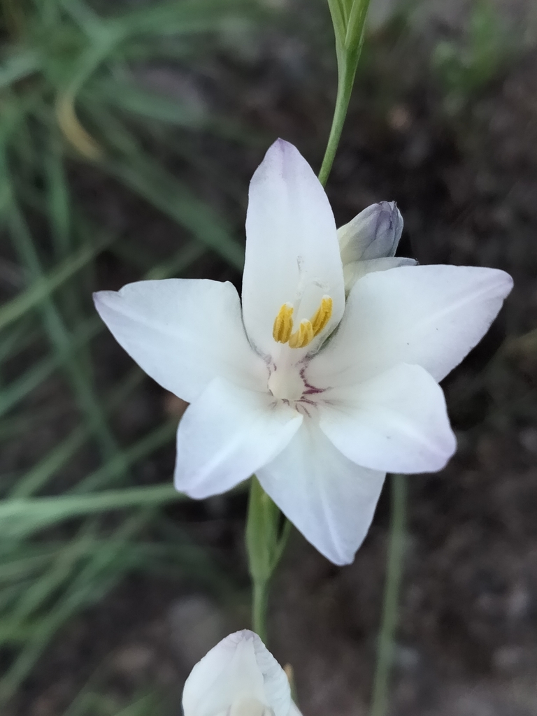 Gladiolus robertsoniae from Govan Mbeki Local Municipality, South ...