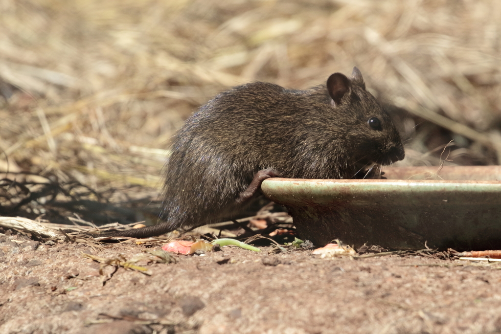 Australian Swamp Rat from Drummond VIC 3461, Australia on November 27 ...