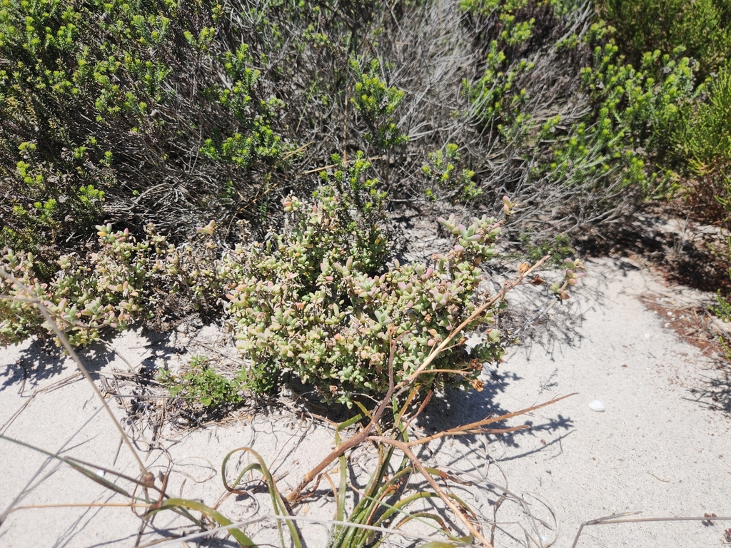 Dune Starfig from City of Cape Town, ZA-WC, ZA on November 27, 2023 at ...