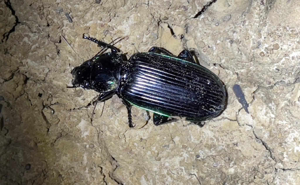 Catadromus lacordairei from Davidson La, Cookardinia, NSW, AU on ...