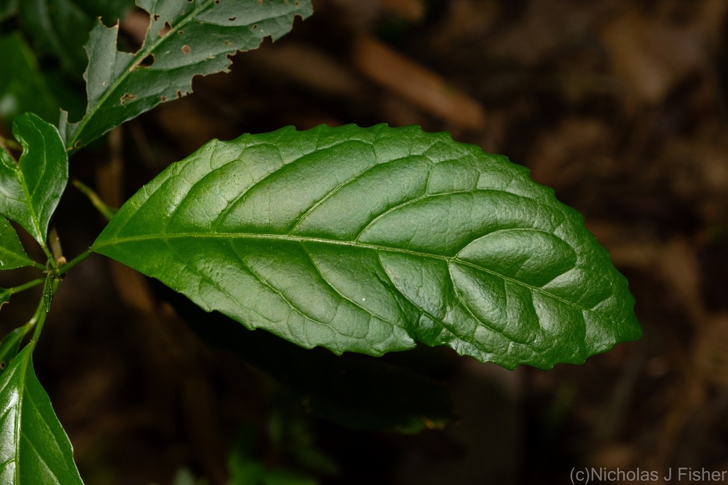 Claoxylon australe from Lismore NSW 2480, Australia on November 26 ...