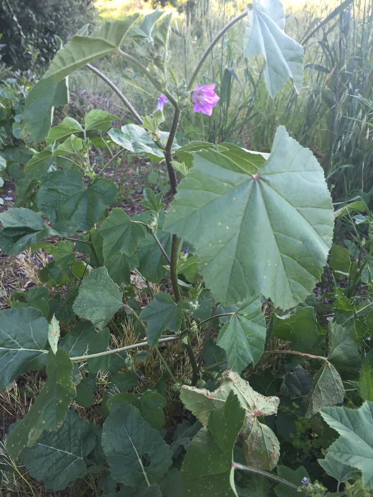 Mallows from 693 Rock Oak Rd, Walnut Creek, CA, US on April 15, 2016 at ...