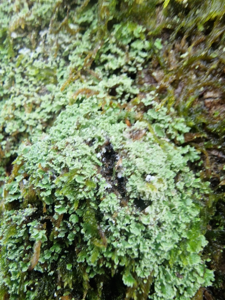 Stubby-stalked Cladonia from Lag Wood, Clayton, Hassocks BN6 9PH, UK on ...