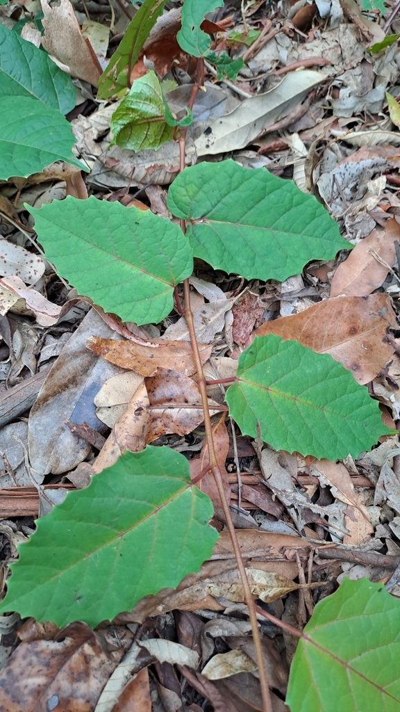 Kangaroo Vine from Karangi NSW 2450, Australia on November 27, 2023 at 04:59 PM by coolduck ...