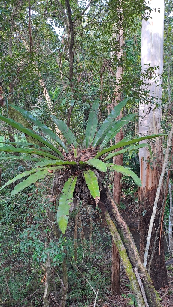 Bird's nest fern from Karangi NSW 2450, Australia on November 27, 2023 at 04:58 PM by coolduck ...