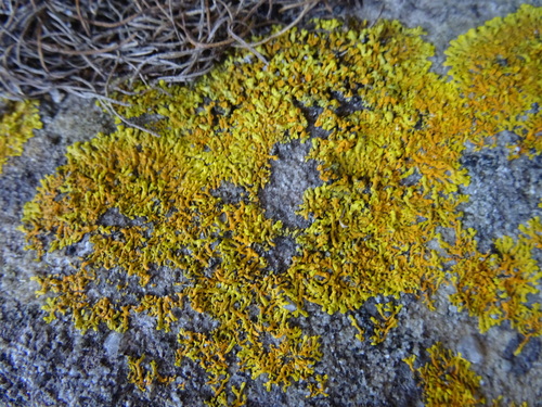 Observations by davecornell · iNaturalist