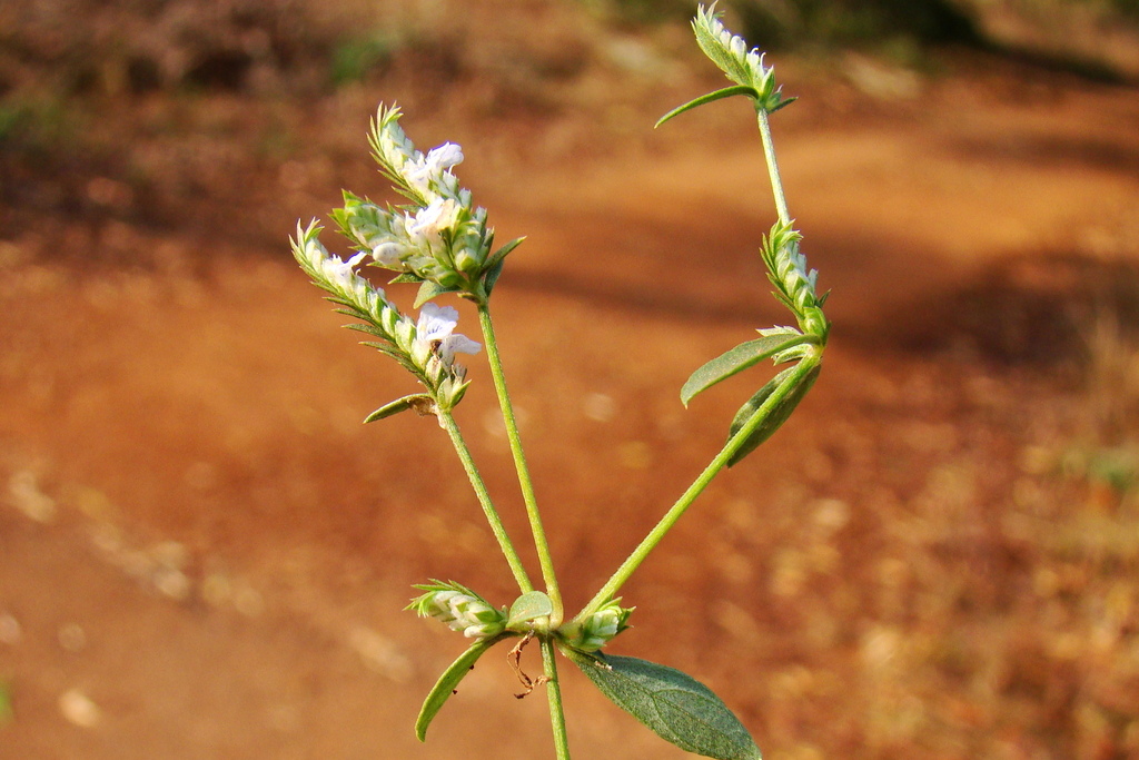 Rungia from Savarde Kh., Maharashtra 415606, India on December 26, 2009 ...
