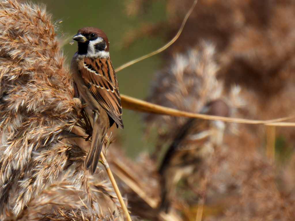 Eurasian Tree Sparrow from Imada, Fujisawa, Kanagawa 252-0803, Japan on ...