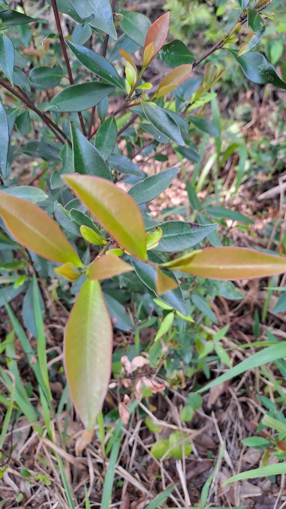 dicots from Karangi NSW 2450, Australia on November 27, 2023 at 05:12 PM by coolduck · iNaturalist