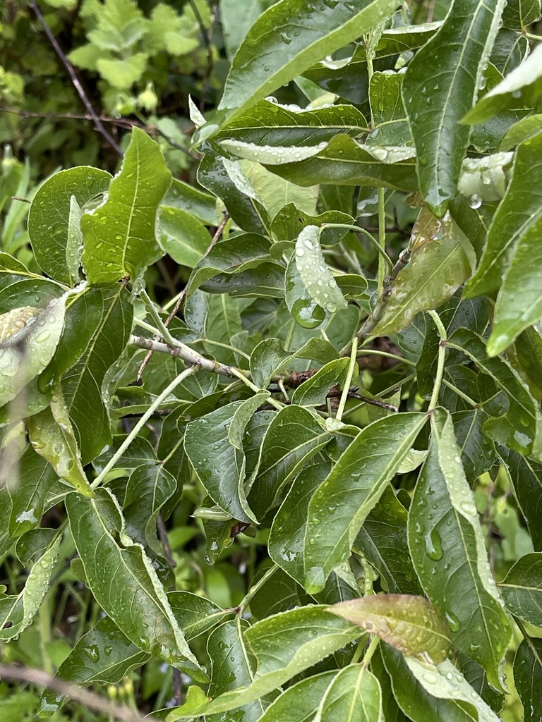 Common Parsleytree from Ubuhlebezwe, Ixopo, KZN, ZA on November 18 ...