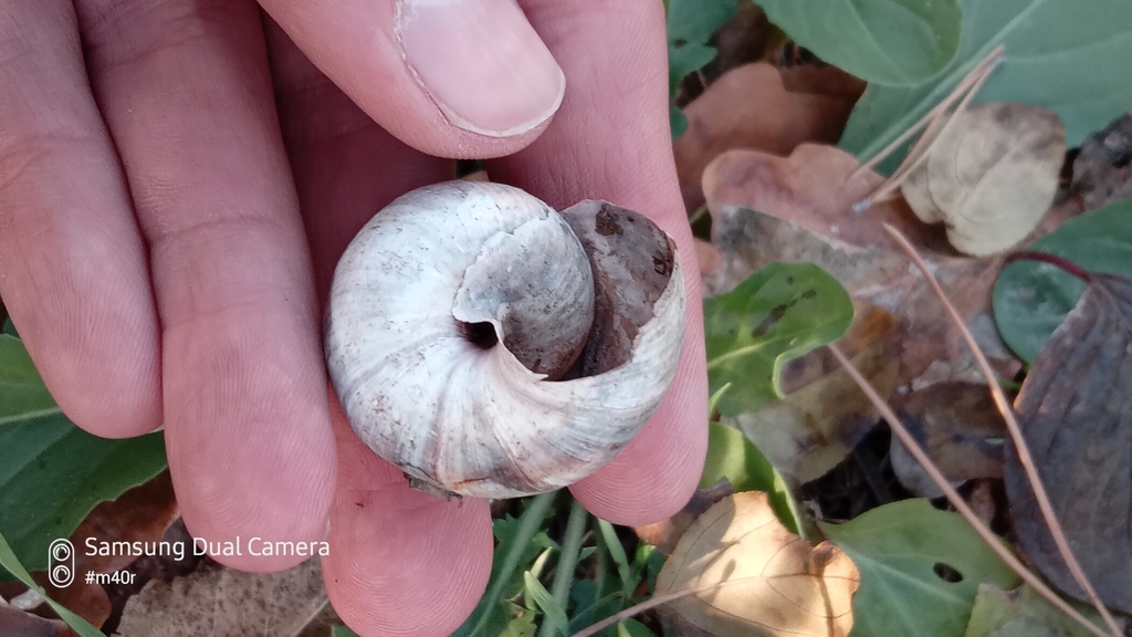 Turkish Snail from Biškek, KG-GB-GB, KG on November 27, 2023 at 04:09 ...