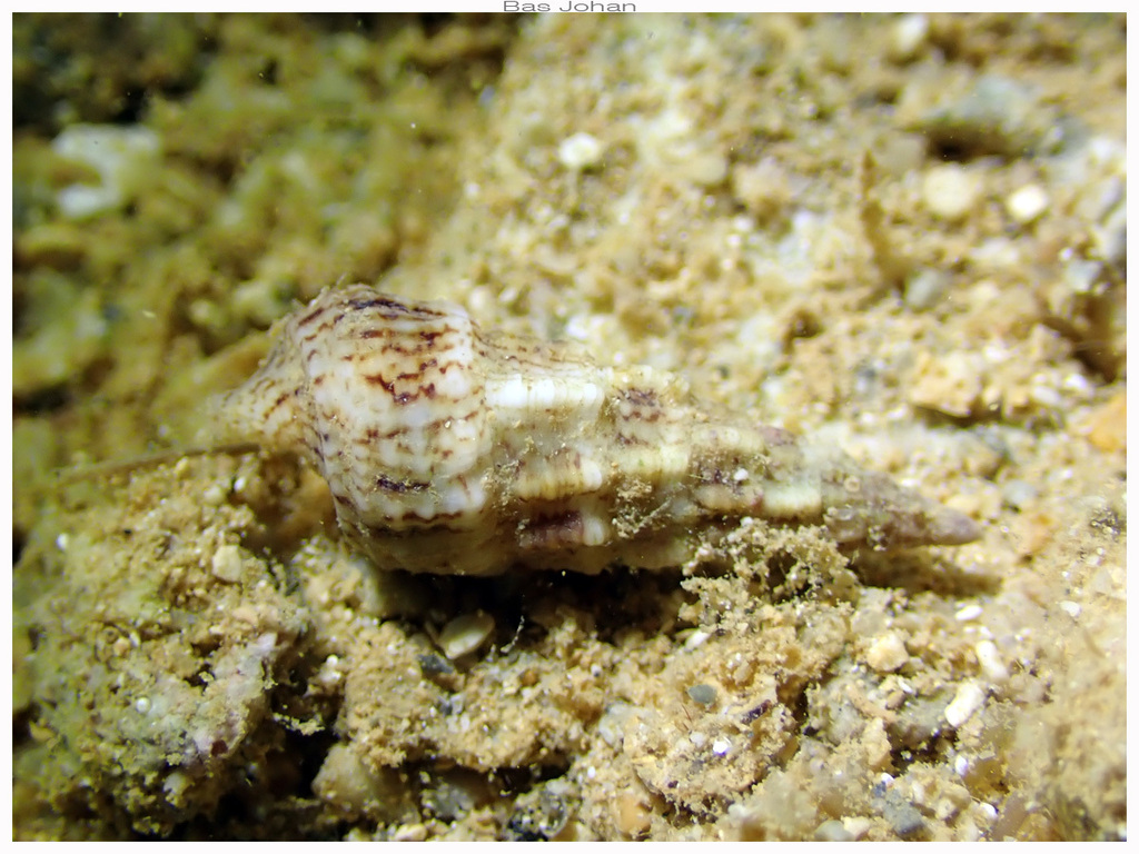 Cerith Snails from Ilot Bailly - Mont Dore on November 25, 2023 at 12: ...