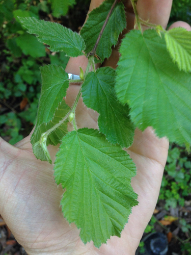 California Hazelnut (Plants of Mount Burdell (CNPS list with pictures ...