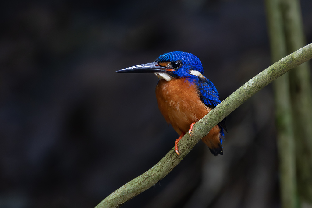 Typical River Kingfishers (Alcedo) - Avian Discovery