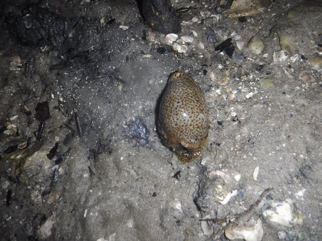 Thrush cowrie from Palm Beach County, FL, USA on November 27, 2023 at ...