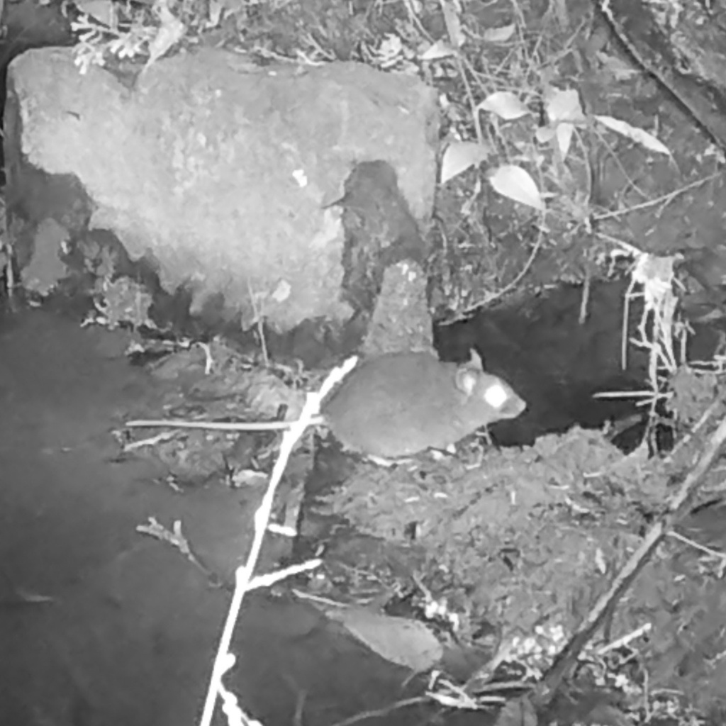 Australian Bush Rat in November 2023 by koru · iNaturalist