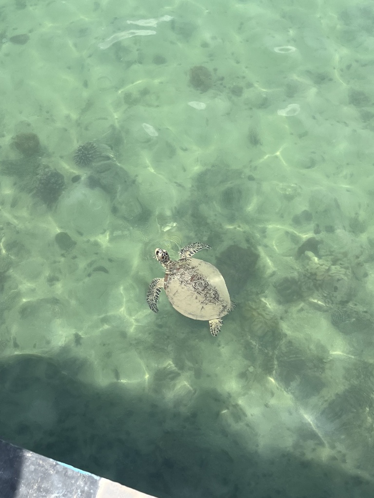 Typical Sea Turtles from Loh Liang National Park, East Nusa Tenggara ...