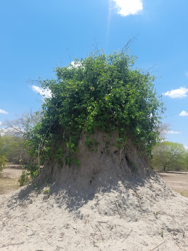 toothbrush tree from Zambezi Region, Namibia on November 27, 2023 at 11 ...