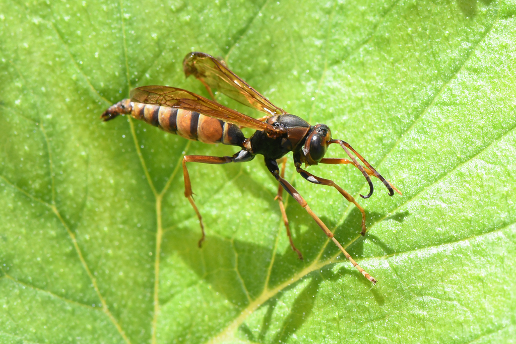 Typical Paper Wasps from San Felipe, B.C., Mexico on November 18, 2023 ...