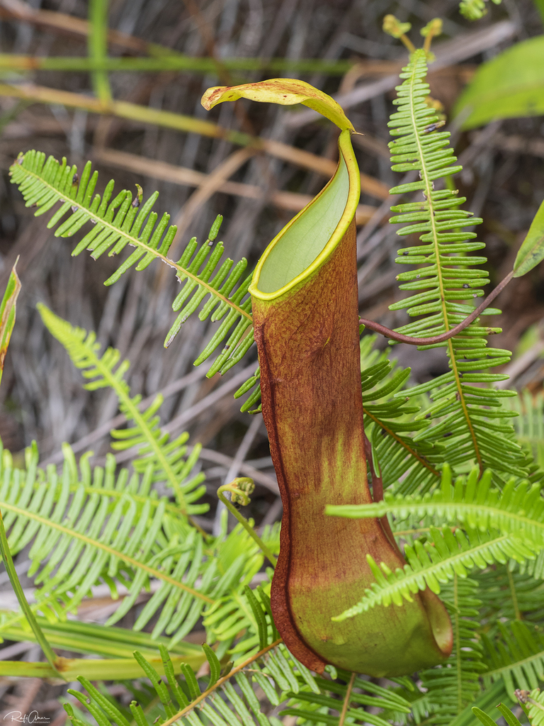 Reinwardt's pitcher-plant from Tabalong Regency, South Kalimantan ...