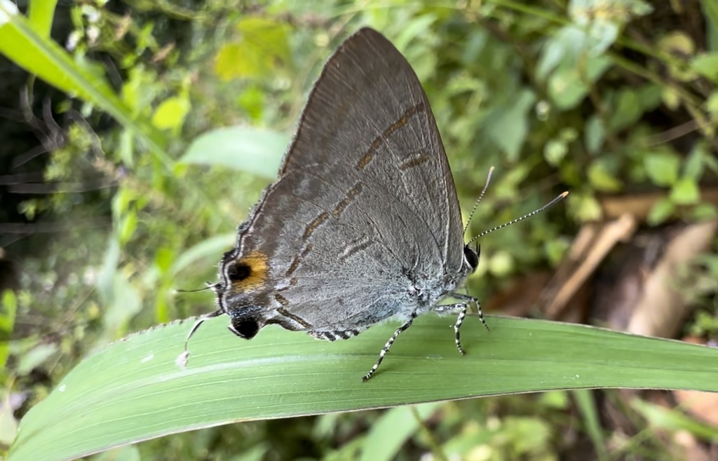 Common Tit from Junjong Waterfalls, Kedah on November 27, 2023 by SL ...