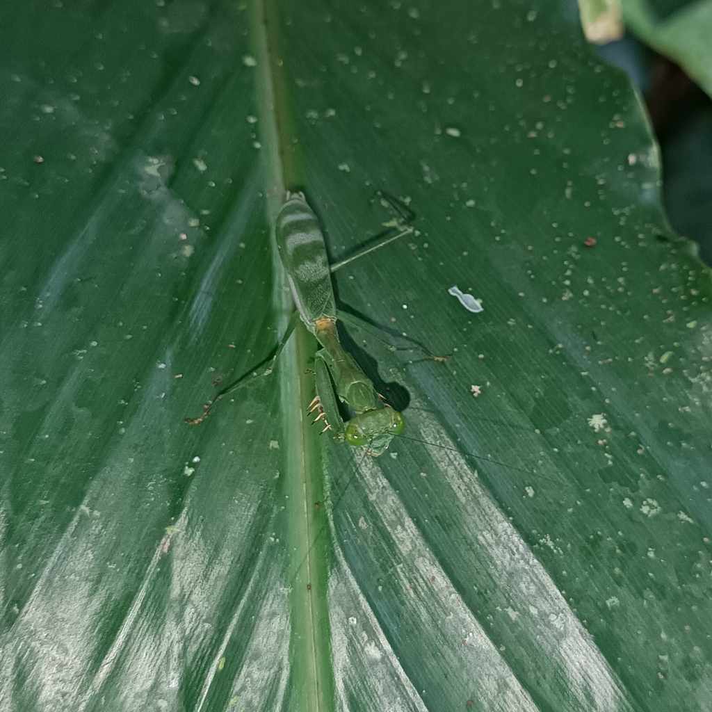 Gildella suavis from Mulu, MY-SK-MR, MY-SK, MY on July 17, 2023 at 09: ...