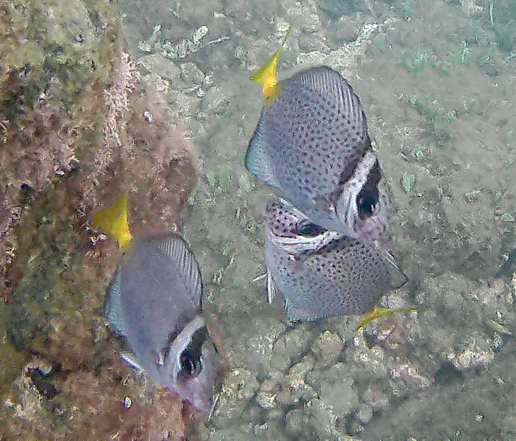 Razor Surgeonfish from Las Baulas de Guanacaste, Santa Cruz, Guanacaste ...