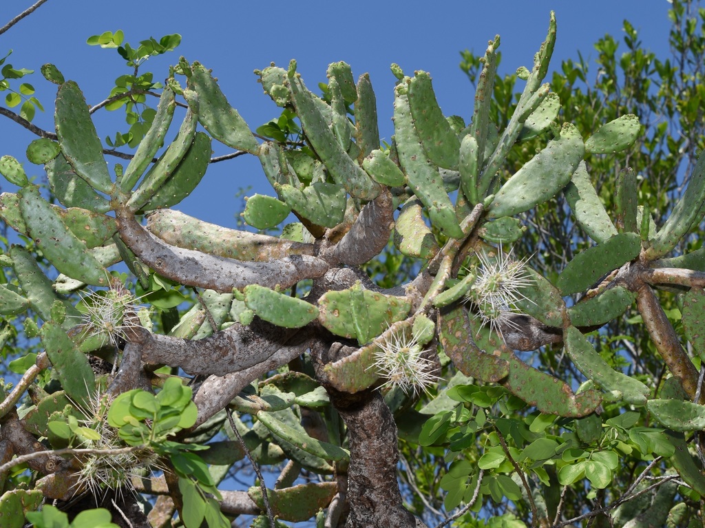 Consolea macracantha from Baconao, Cuba on March 5, 2019 at 01:00 PM by ...
