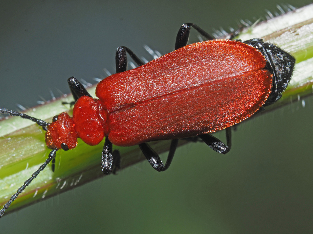 Common Cardinal Beetle from Inn Leite sw.Rieden, Soyen, Bayern ...