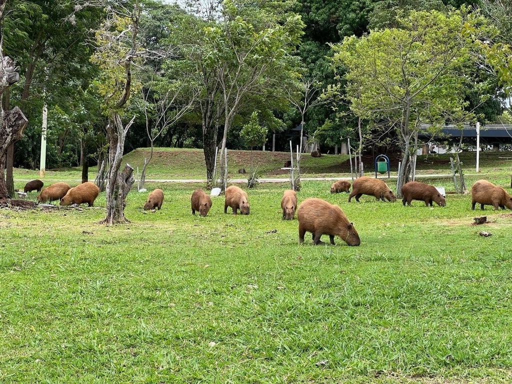 Capybara from Rua Arthur Olinger, Brusque, SC, BR on November 27, 2023 ...
