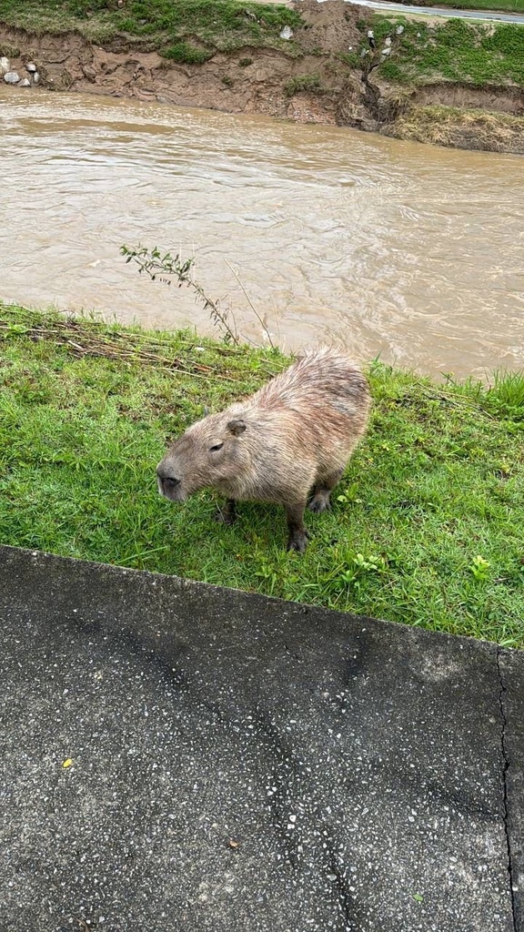 Capybara from Rua Arthur Olinger, Brusque, SC, BR on November 27, 2023 ...