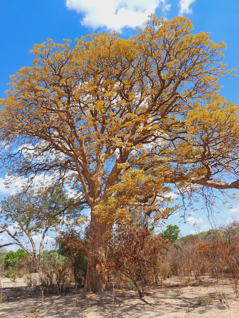manketti-tree from CGW6+828, Kalambesa, Namibia on November 27, 2023 at ...