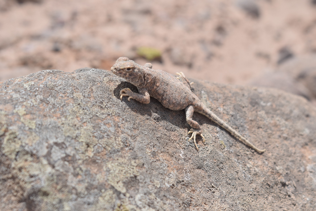 Smooth-throated Swifts from Tacna, Perú on November 24, 2023 at 01:22 ...