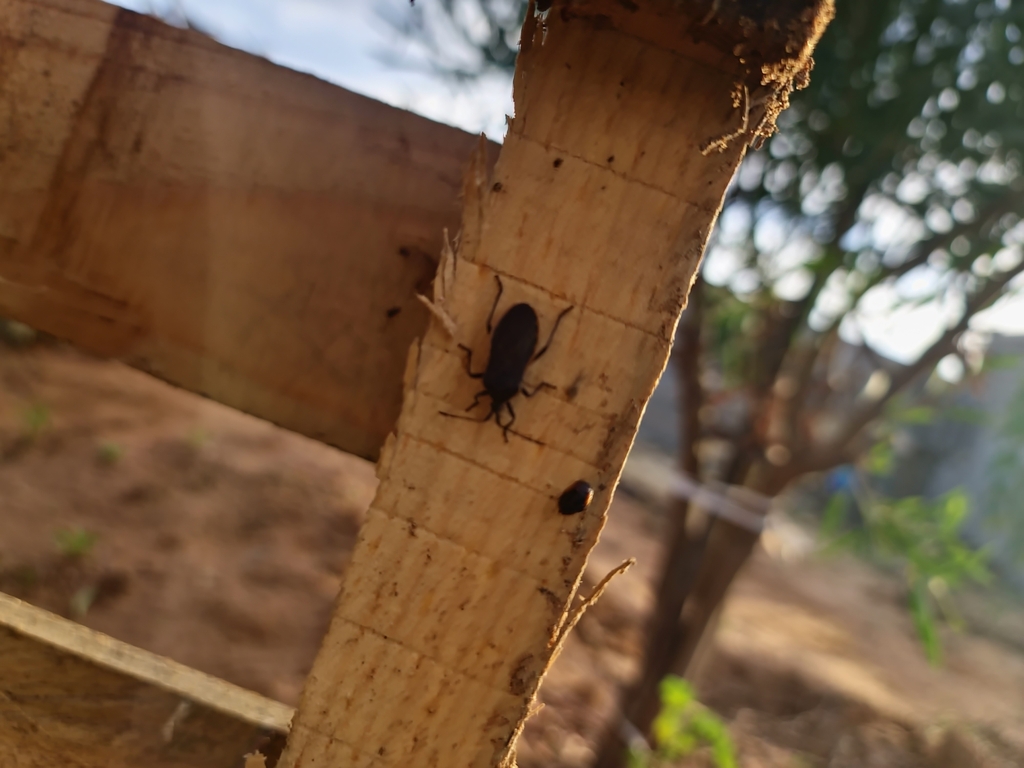 True Bugs from Ensenada, MX-BN, MX on November 26, 2023 at 07:16 AM by ...