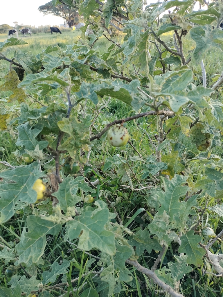 Solanum umtuma from Buffalo City, ZA-EC, ZA on November 27, 2023 at 06: ...