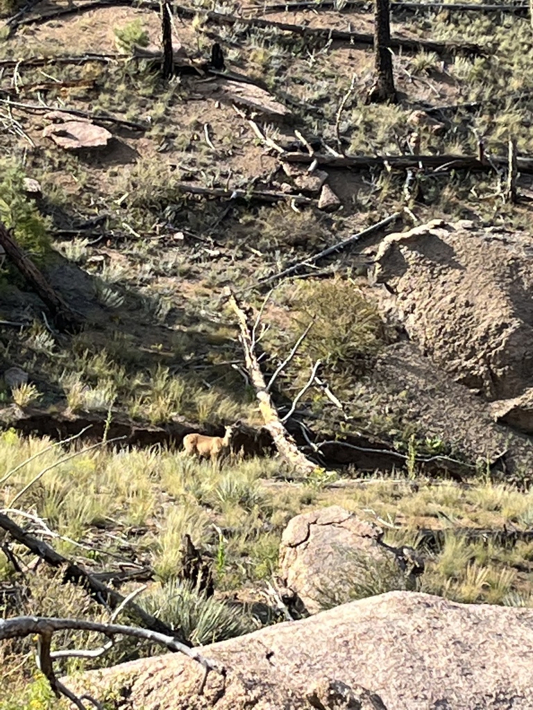 Mule Deer from Pike and San Isabel National Forests, Sedalia, CO, US on ...