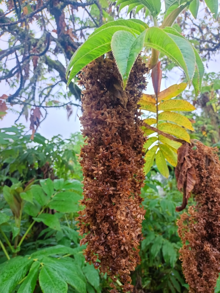 African Redwood from Mt. Kenya Forest, Kenya on November 26, 2023 at 11 ...