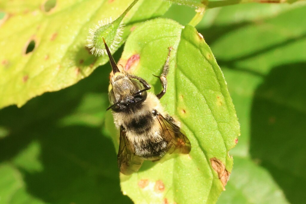 Orange-tipped Wood-digger in September 2023 by mistycal · iNaturalist