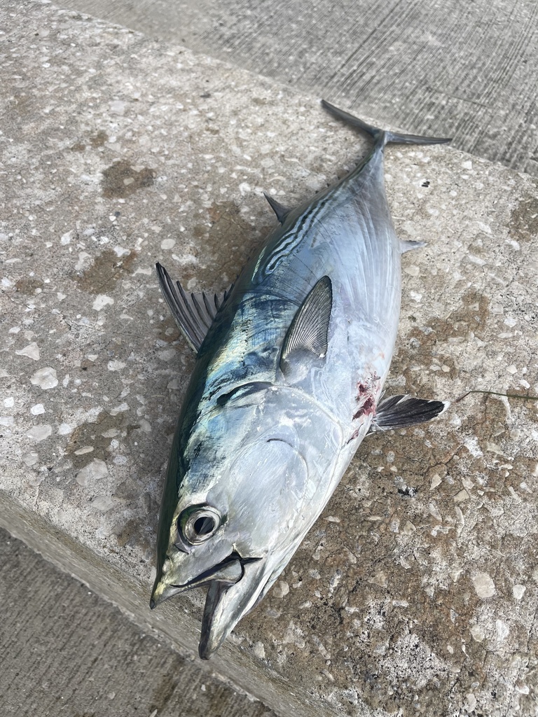 Little Tunny from Tampa Bay, FL, US on November 27, 2023 at 11:32 AM by ...