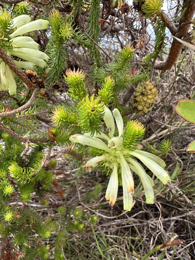 Bottle Green Heath from Overberg District Municipality, South Africa on ...