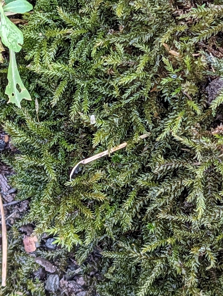 Platyhypnidium Moss from Harding Township, NJ, USA on November 27, 2023 ...