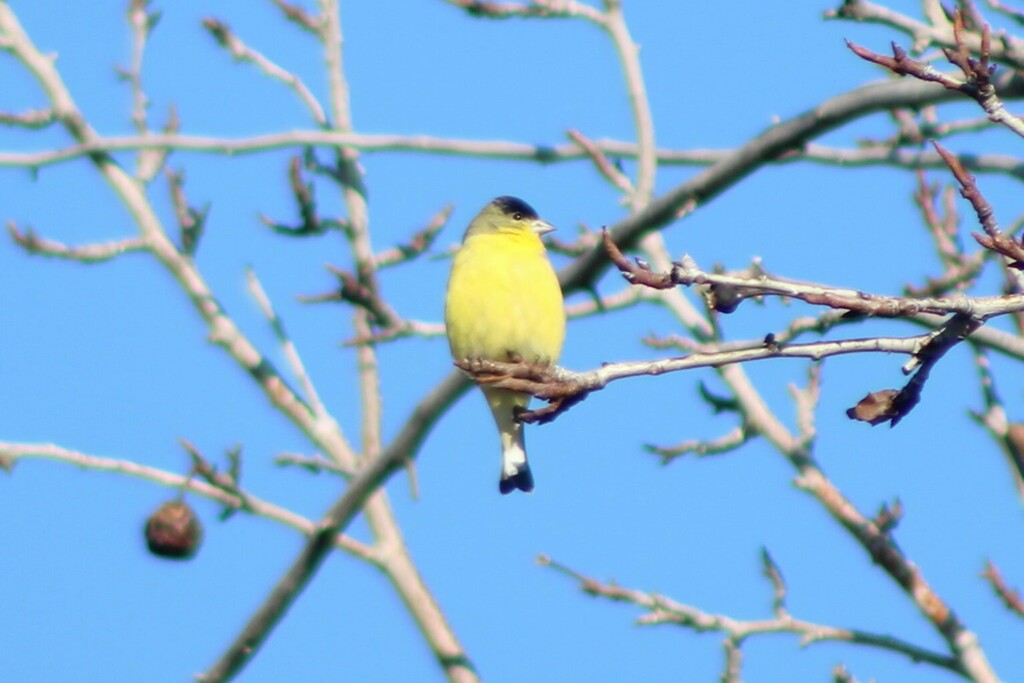 Green-backed Lesser Goldfinch from Murray, UT, USA on November 21, 2023 ...