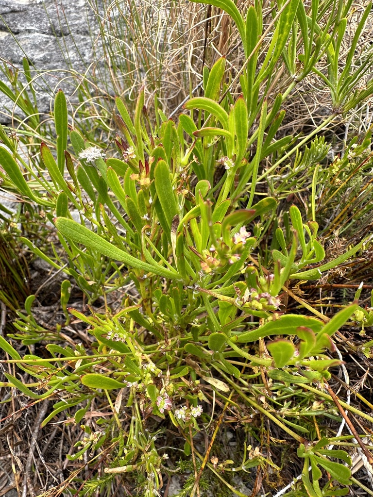 Centella rupestris from Overberg, Western Cape, South Africa on ...