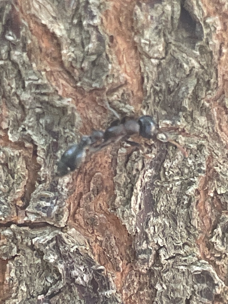 Arboreal Bicolored Slender Ant in July 2023 by ThomasStan · iNaturalist