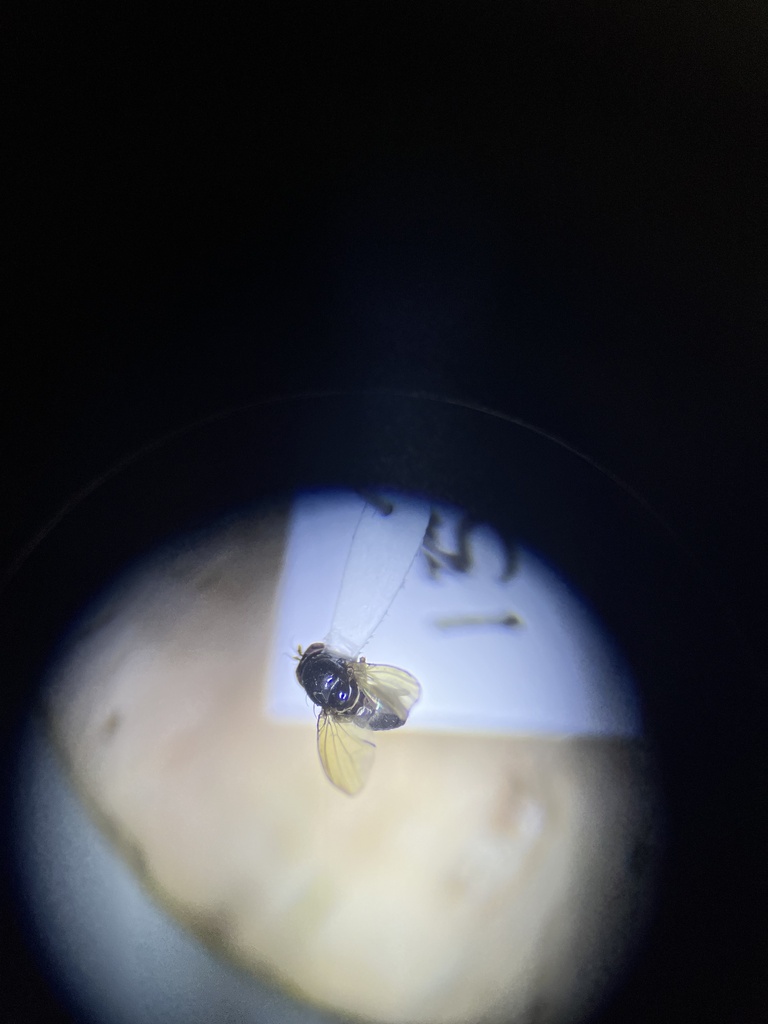 Acalyptrate Flies from University of Georgia, Athens, GA, US on ...