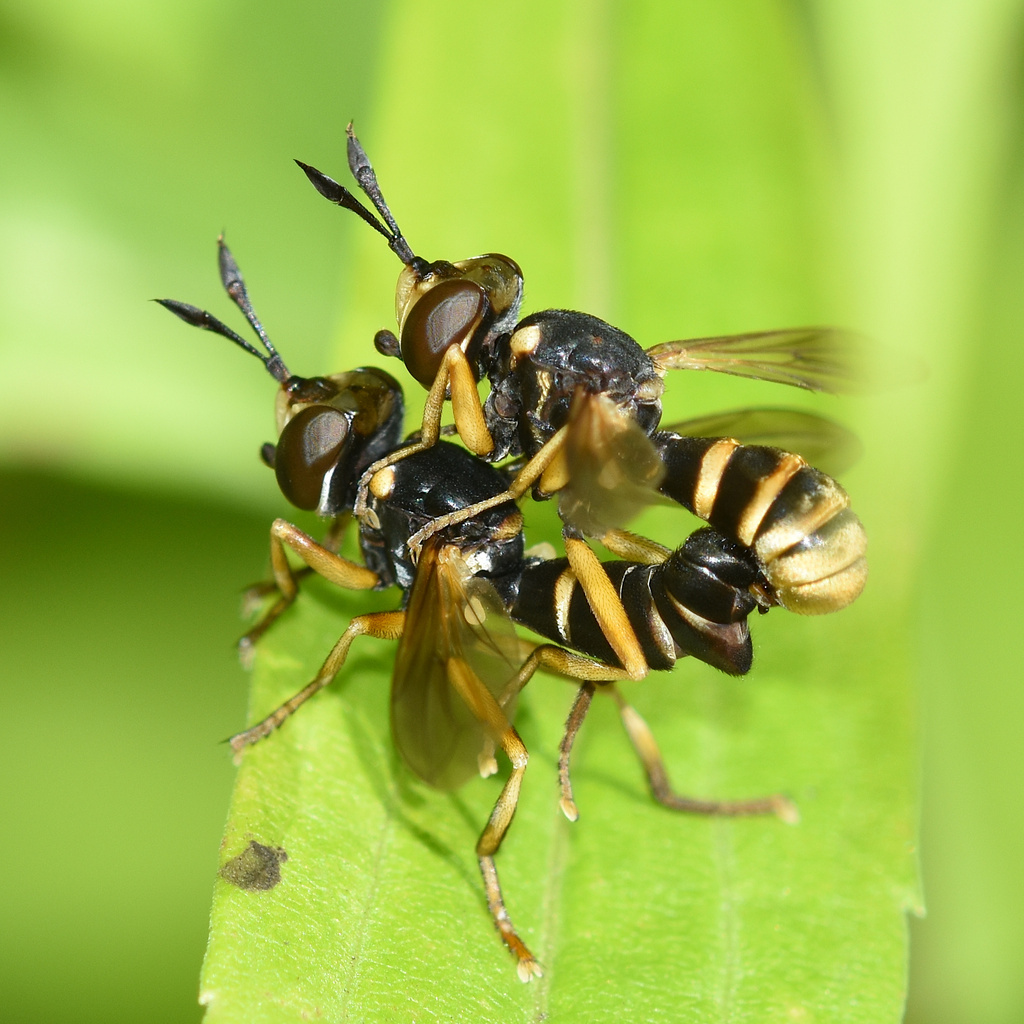 Leopoldius from Opatowice, Wrocław, Polska on August 9, 2023 at 05:04 ...