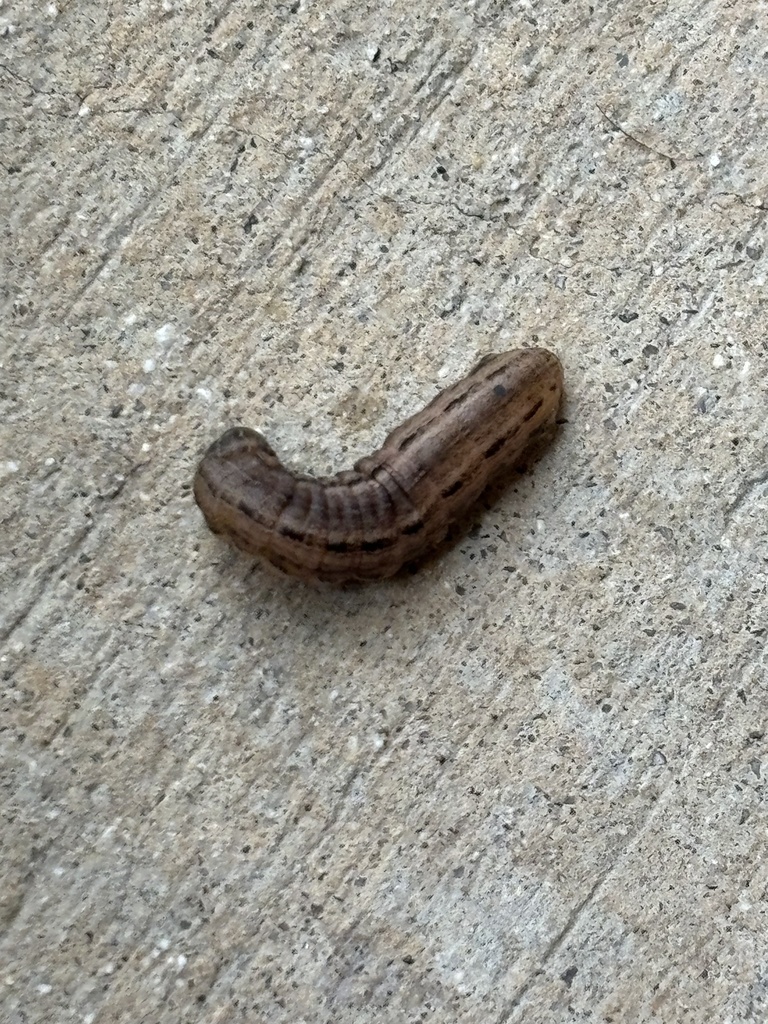 Segmented Worms from Maurer Ranch, San Antonio, TX, US on November 13 ...
