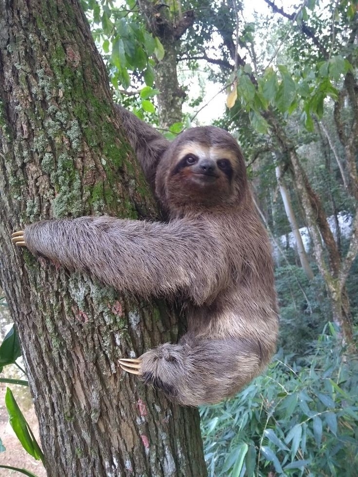 Brown-throated Three-toed Sloth from Finca 4, El Empalme, Provincia de ...