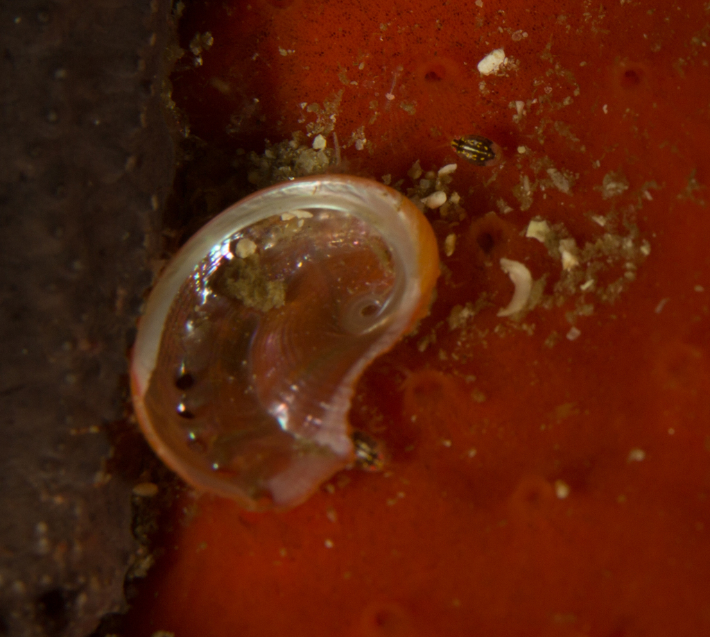 venus ear from Western Cape, ZA on November 24, 2023 at 10:36 AM by ...