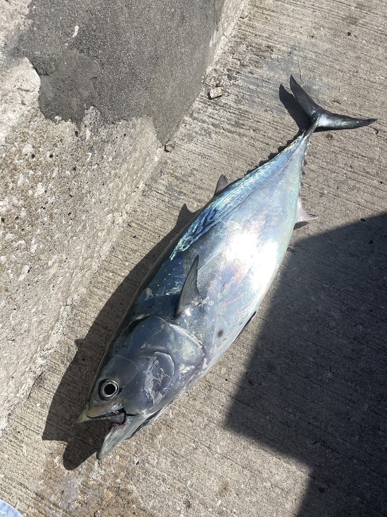 Little Tunny from Tampa Bay, FL, US on November 27, 2023 at 11:50 AM by ...